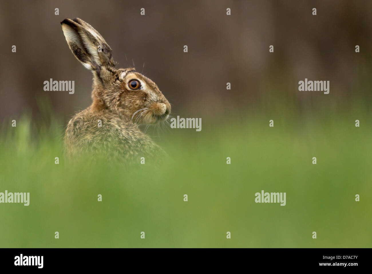 European field hare hi-res stock photography and images - Alamy