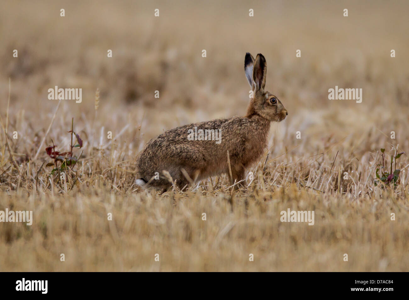 European Brown Hare in Field in Early Morning in Norfolk Stock Photo ...