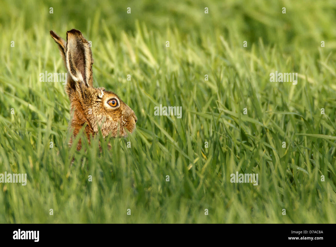 Beauty european hare lepus europaeus hi-res stock photography and ...