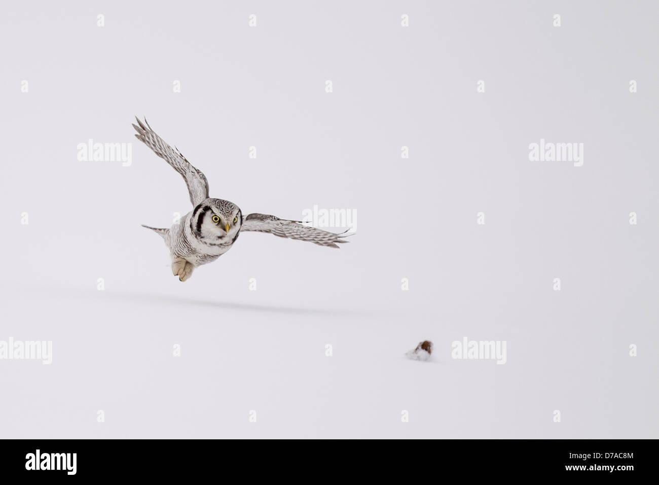 Flying hawk owl snow hi-res stock photography and images - Alamy