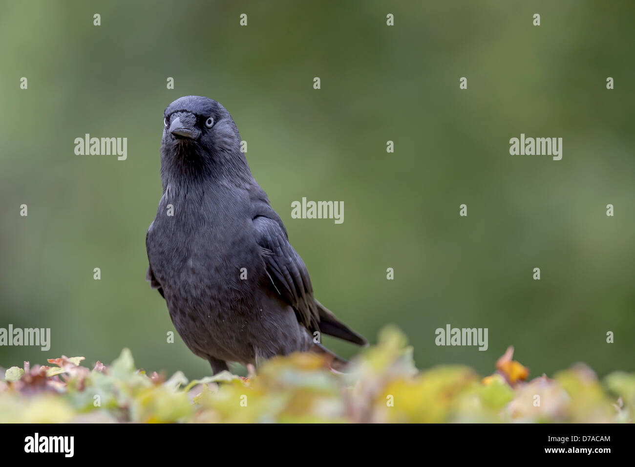 Jackdaw early morning rooftop warming in sun. Buckinghamshire Jackdaw ...