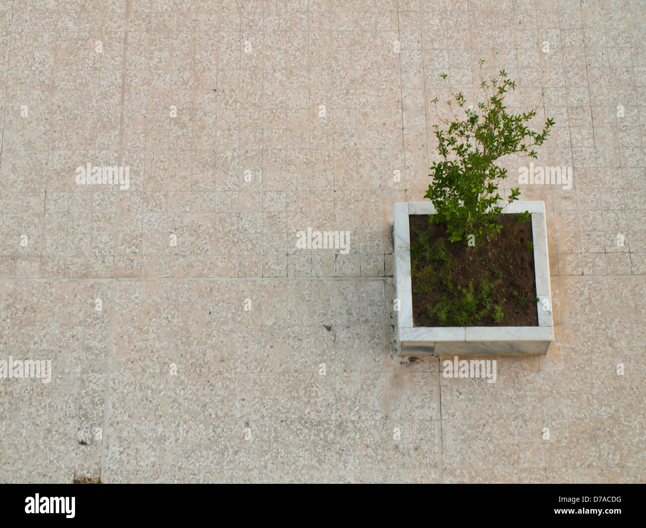 Top view of a tree planted on a marble box on tiles floor Stock Photo ...