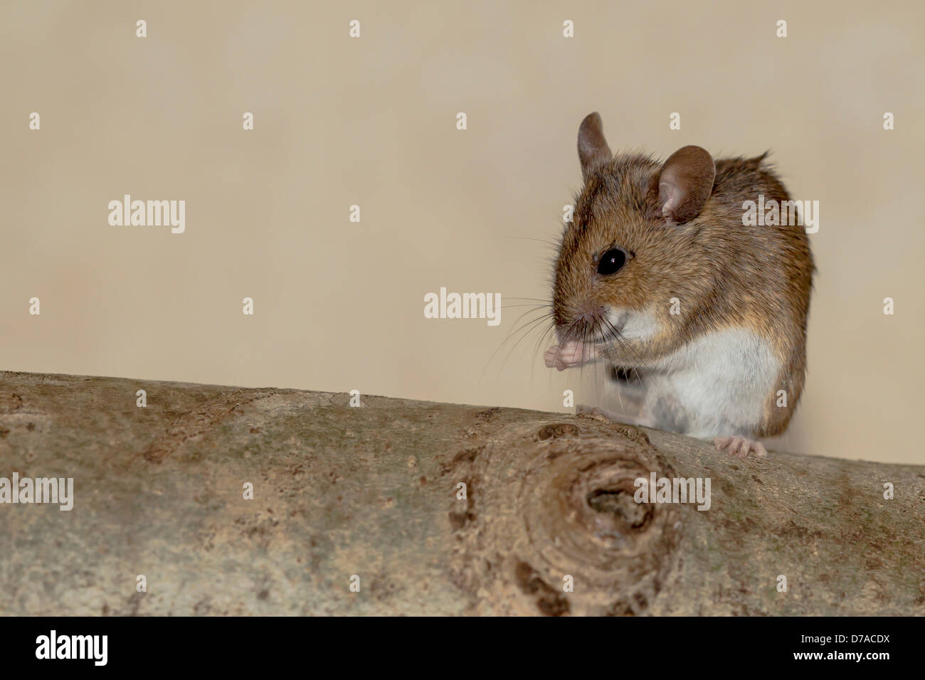 Cute woodmouse hi-res stock photography and images - Alamy