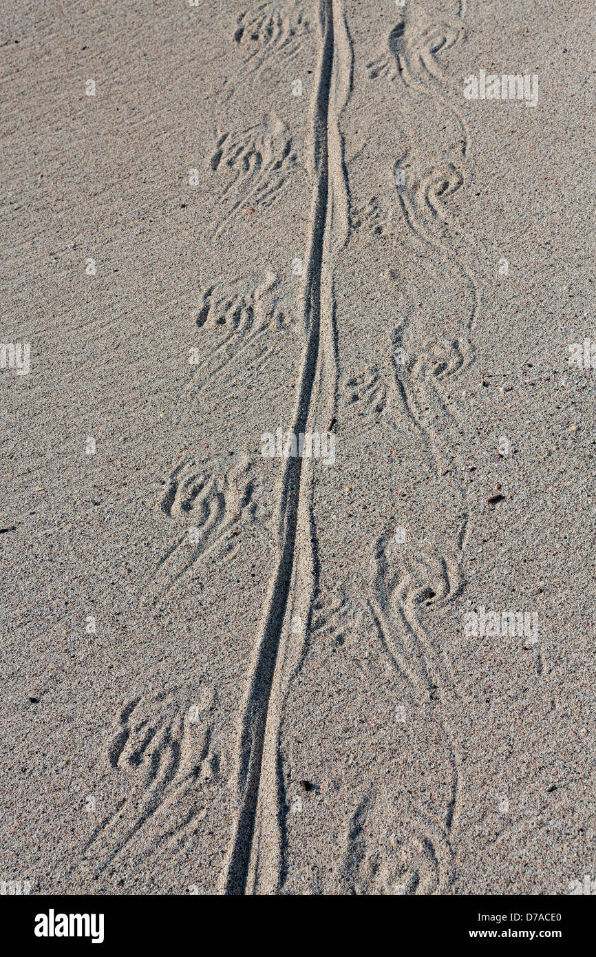 Marine iguana tracks in the sand, Galapagos Islands Stock Photo - Alamy