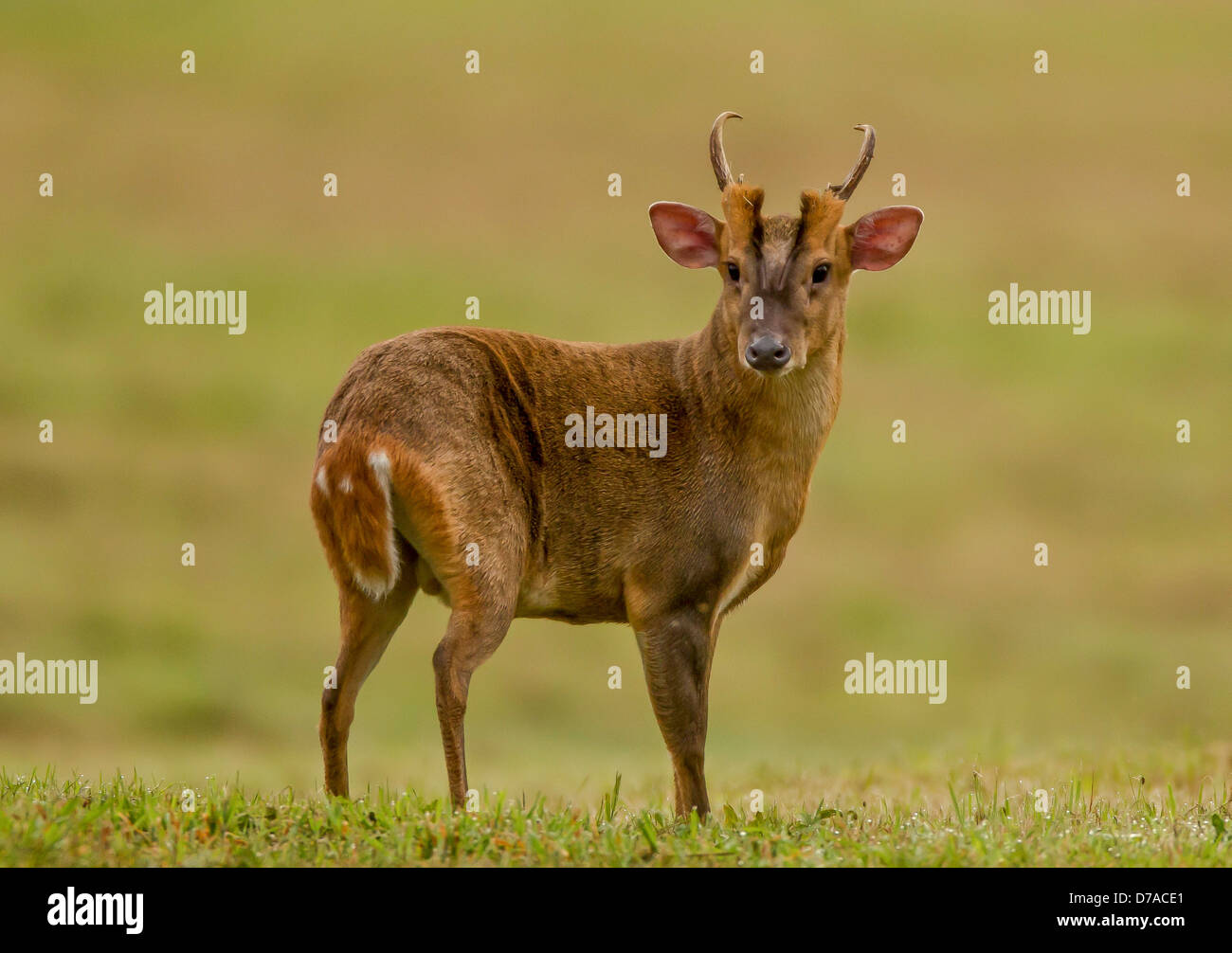Muntjac Deer Muntiacus muntjak on garden lawn Norfolk Stock Photo - Alamy