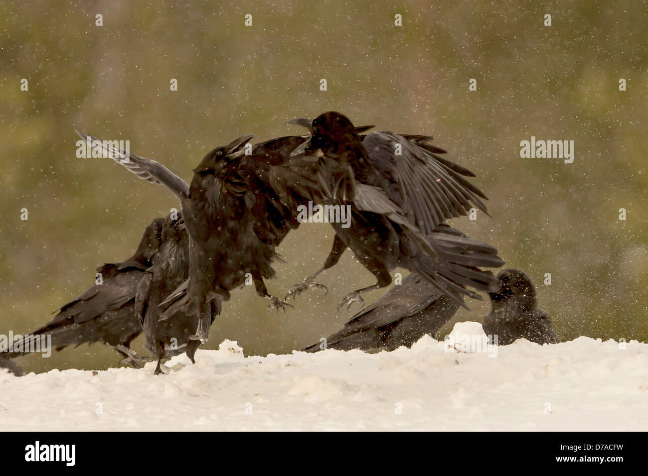 Ravens Corvus corax fighting in snow Finland Stock Photo - Alamy