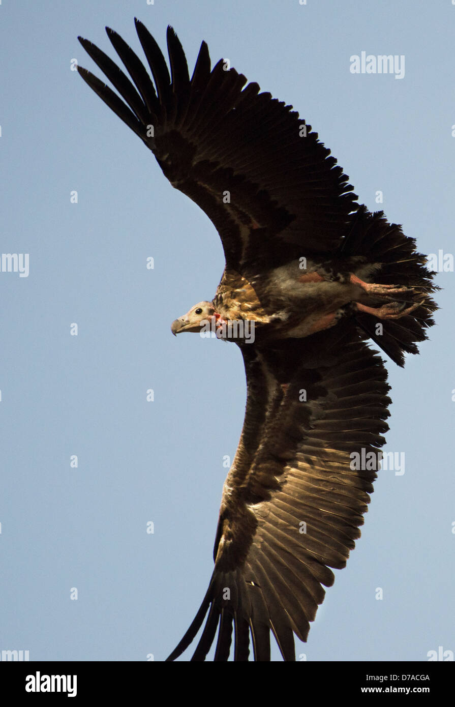 red-headed vulture,sarcogyps calvus,taking off,madhya pradesh,india ...