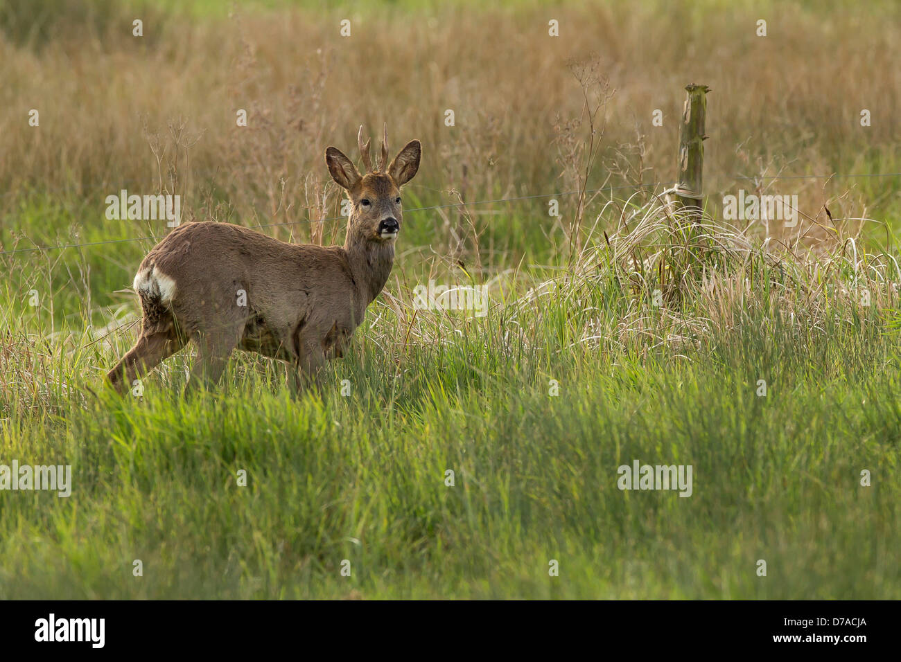 Uk england norfolk roe deer hi-res stock photography and images - Alamy