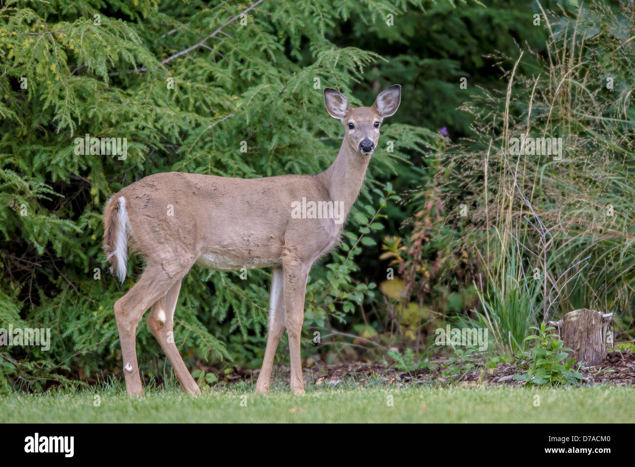 White Tailed Yearling Deer. Wisconcin Garden USA Stock Photo - Alamy