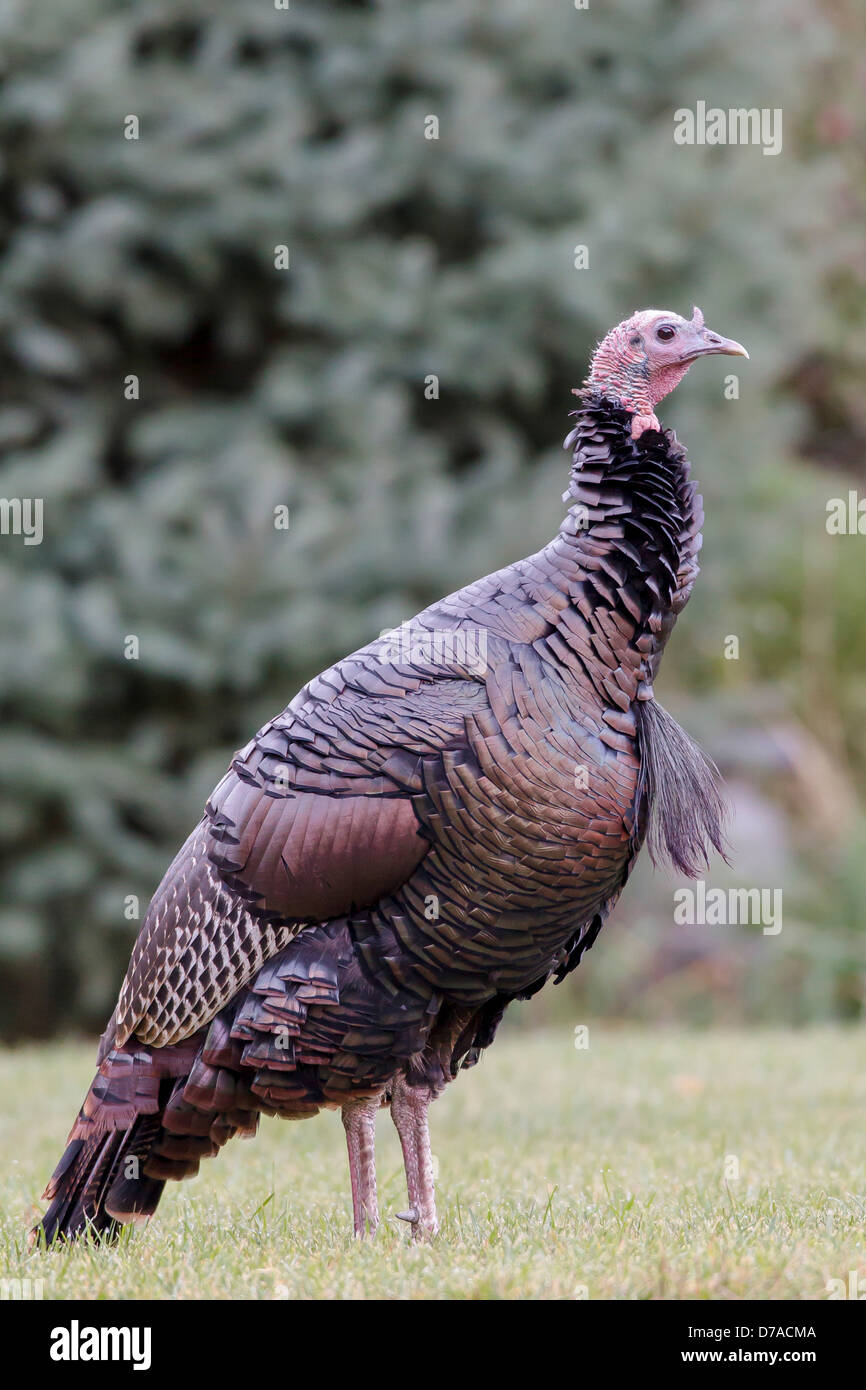 Wisconsin turkey hi-res stock photography and images - Alamy