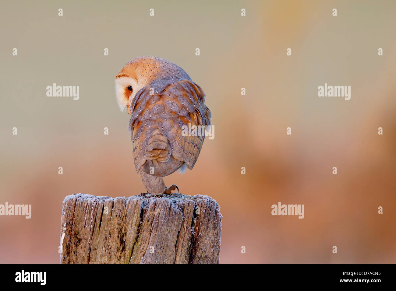 Barn owl looking over shoulder hi-res stock photography and images - Alamy