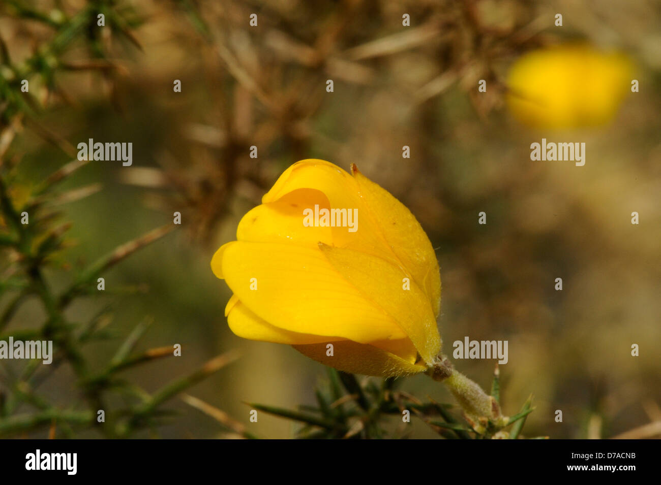 Yellow flower spikes hi-res stock photography and images - Alamy