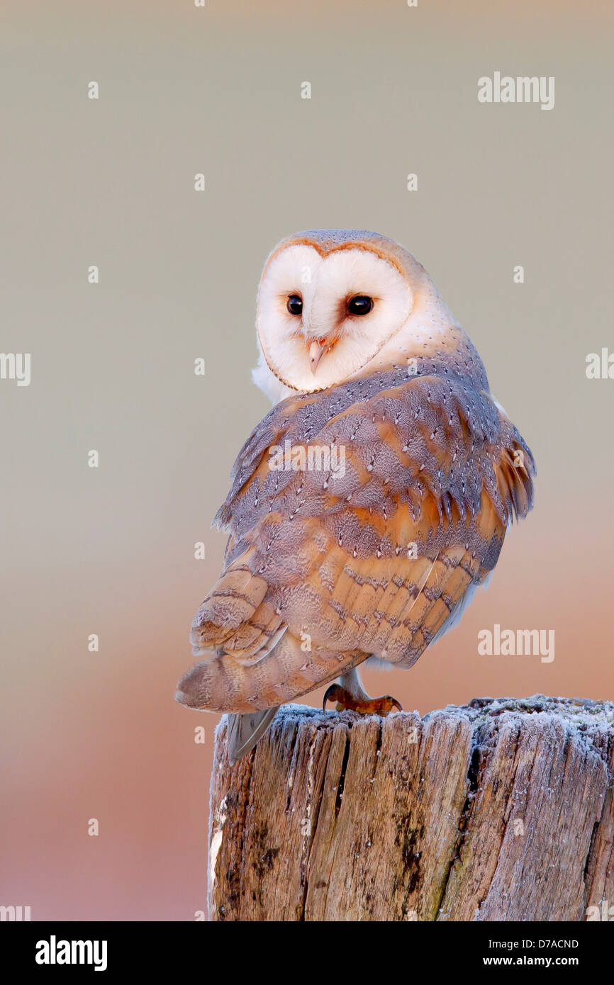 Barn owl looking over shoulder hi-res stock photography and images - Alamy