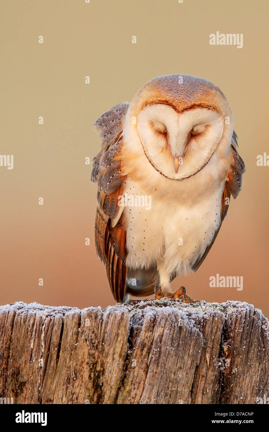 Barn owl looking over shoulder hi-res stock photography and images - Alamy