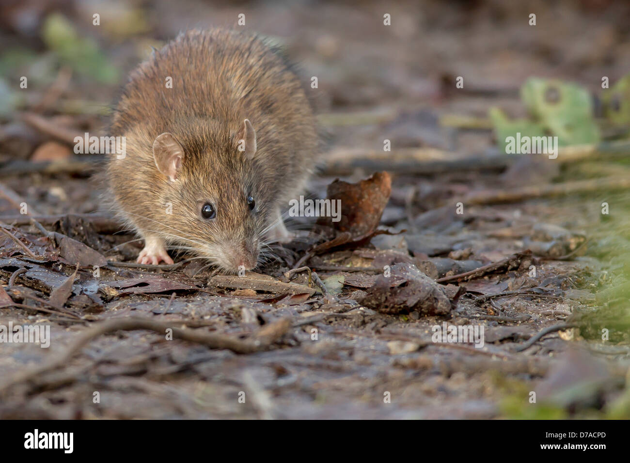 UK England Brown Wood Rat Rattcus norvegicus Stock Photo - Alamy
