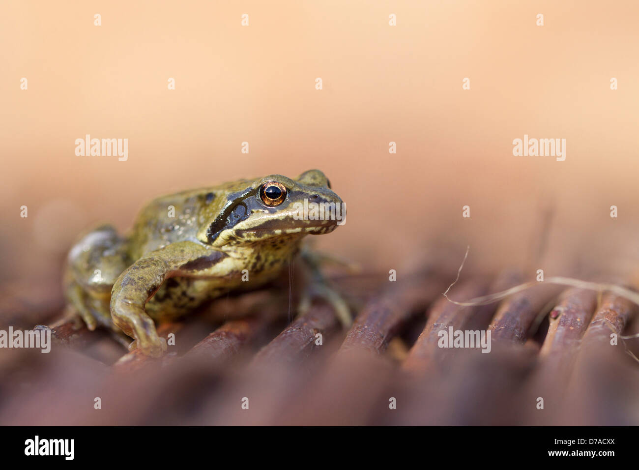 UK England Common Frog Rana temporaria Stock Photo - Alamy