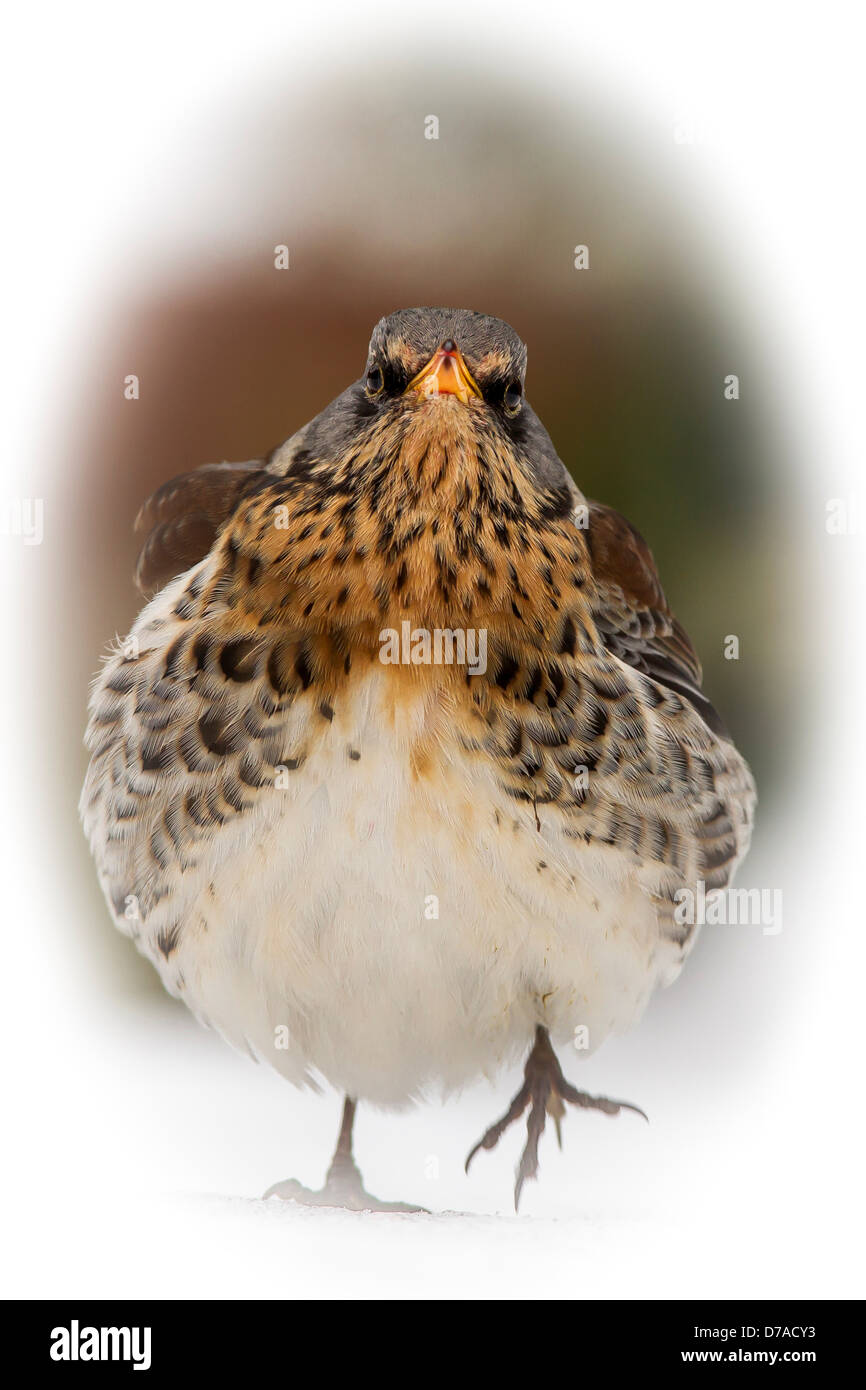 Turdis hi-res stock photography and images - Alamy