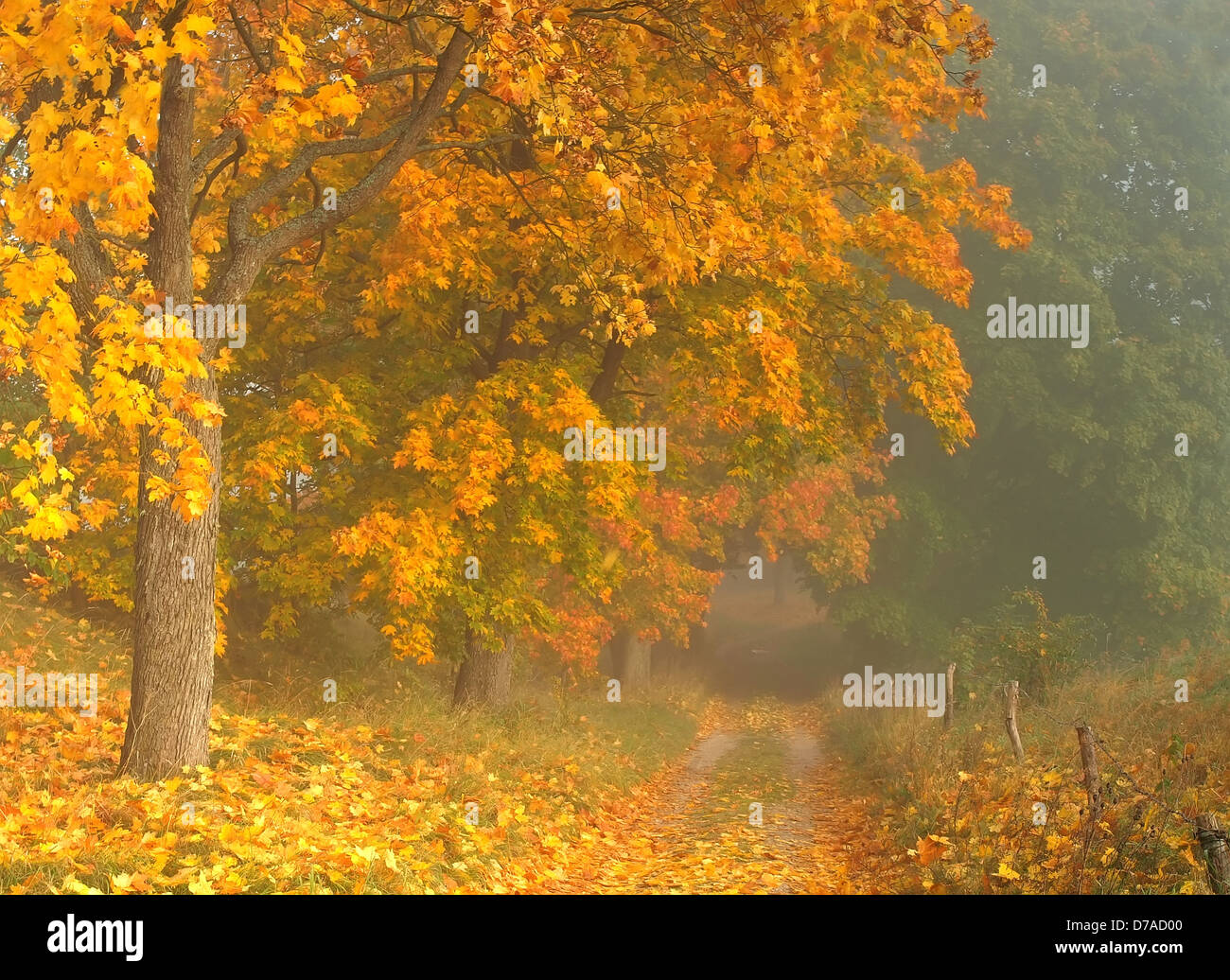 Red and yellow autumn trees on the road in fog Stock Photo - Alamy
