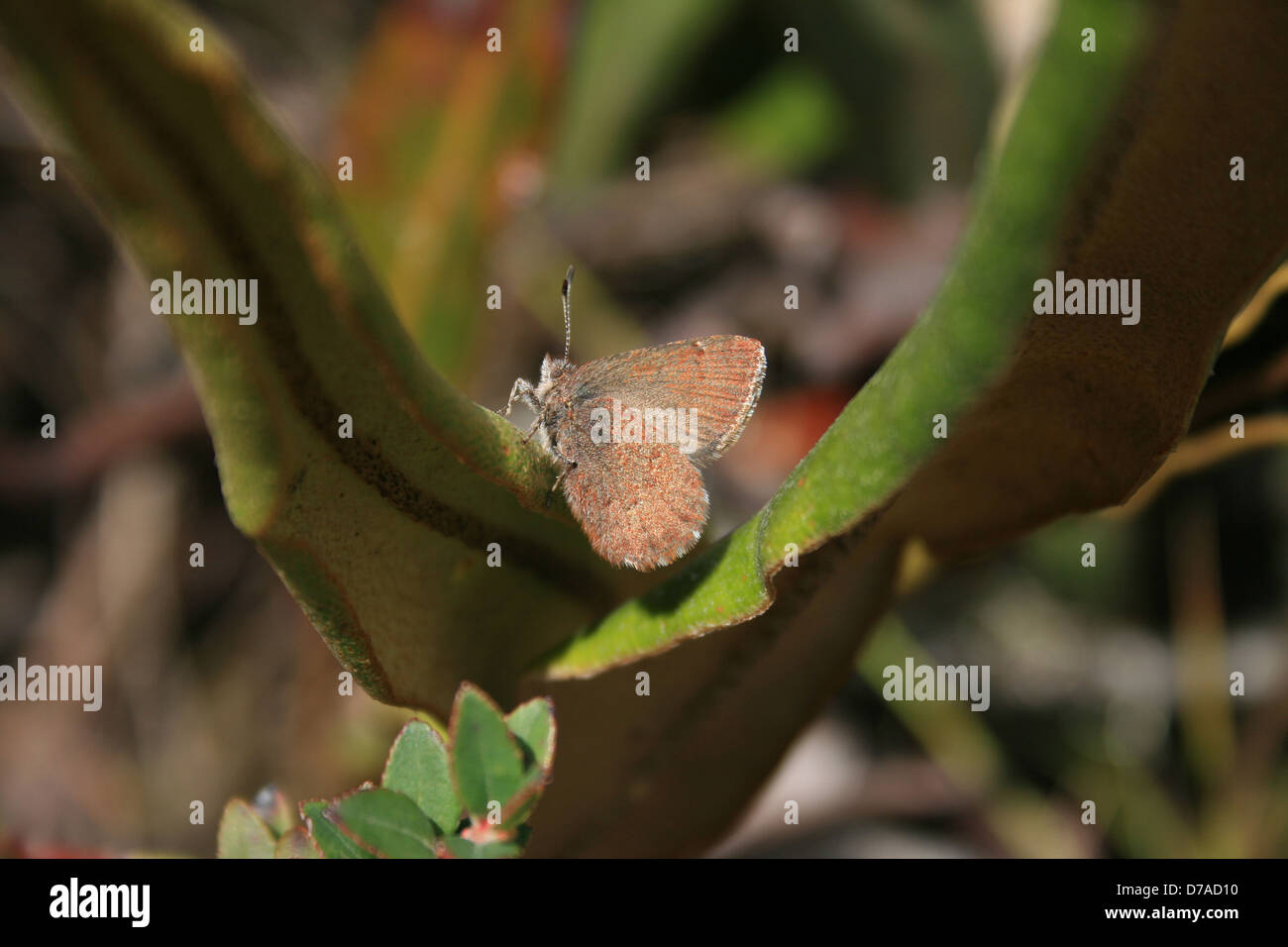 A moth standing on the leaf of a plant at Lake Cuicocha, a volcanic ...
