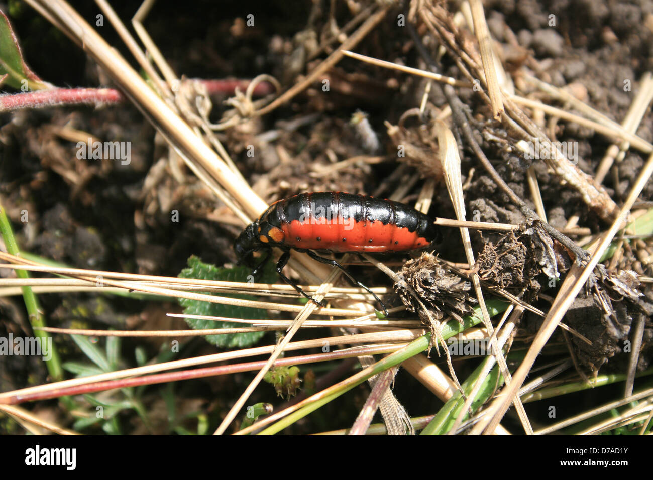 An orange and black insect crawling over ground cover at Lake Cuicocha ...