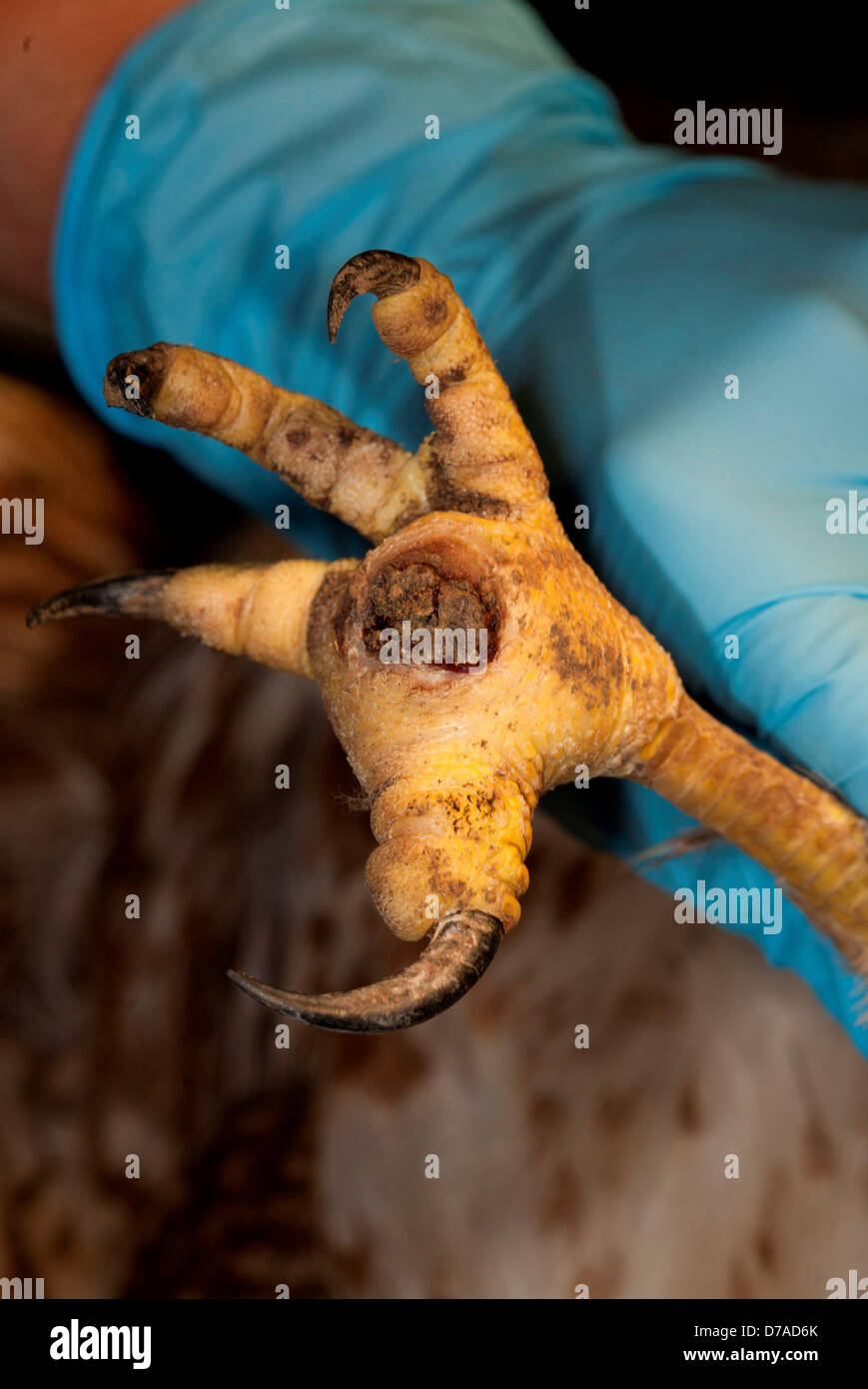 European Buzzard Buteo Buteo Foot infection close-up Stock Photo - Alamy