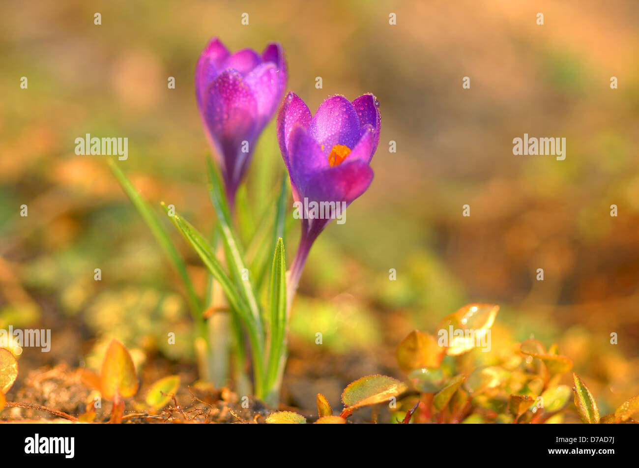 Crocus field hi-res stock photography and images - Alamy