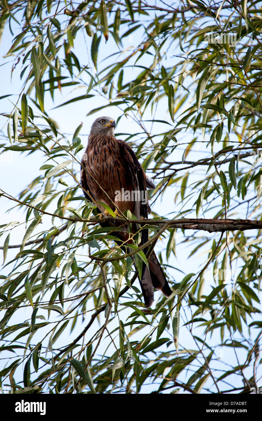 Upward view Red Kite in tree Stock Photo - Alamy