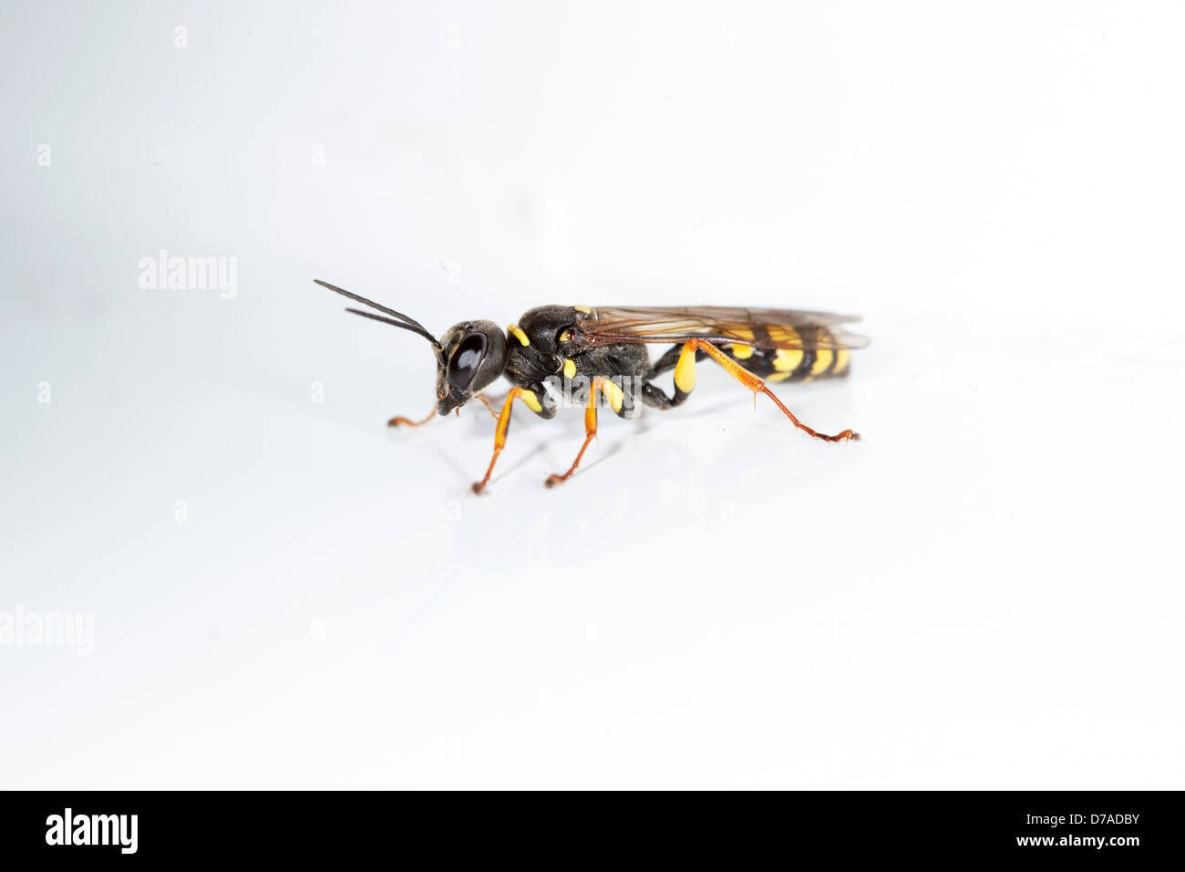 Studio shot Field Digger Wasp Stock Photo - Alamy
