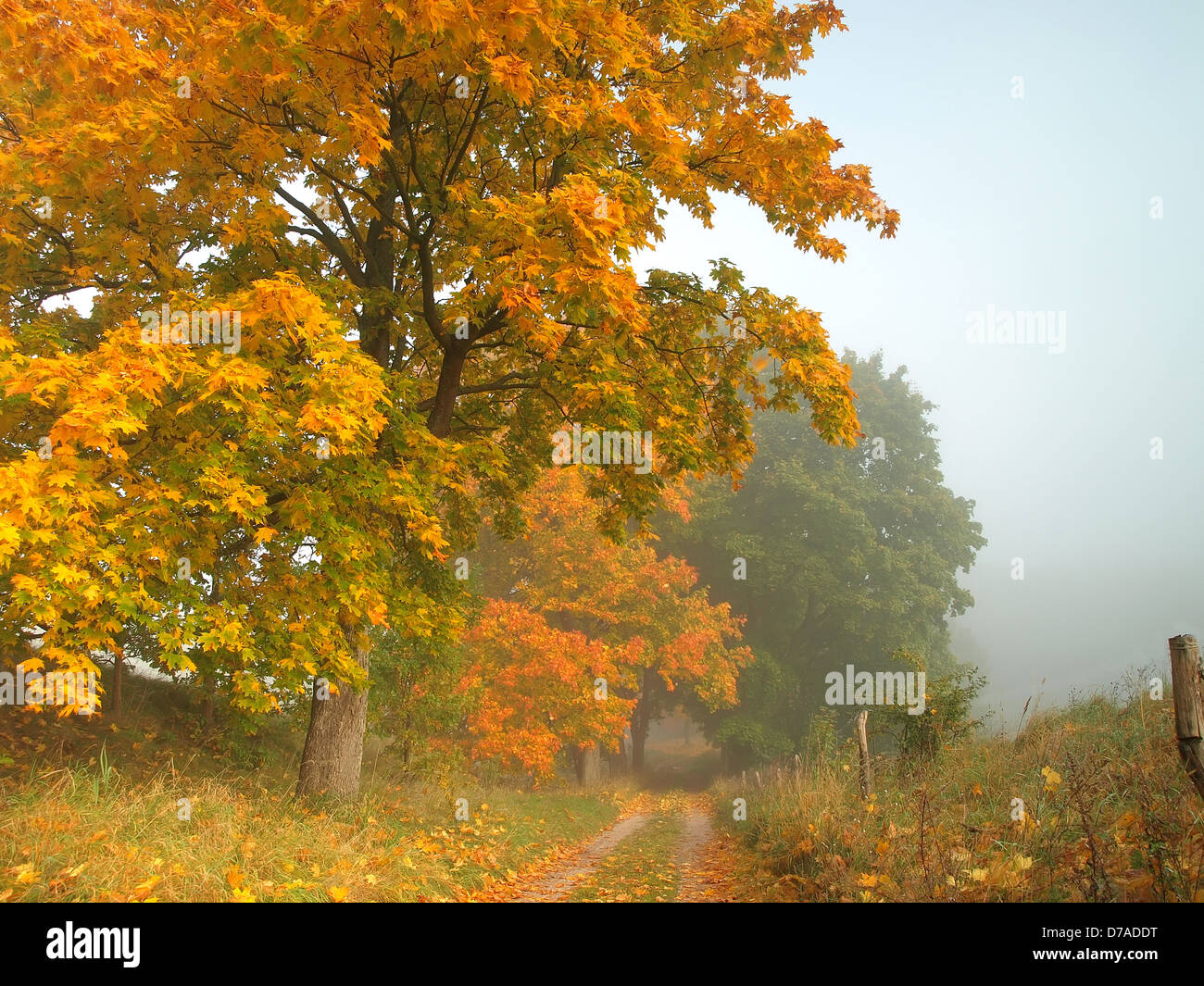 Red and yellow autumn trees on the road in fog Stock Photo - Alamy