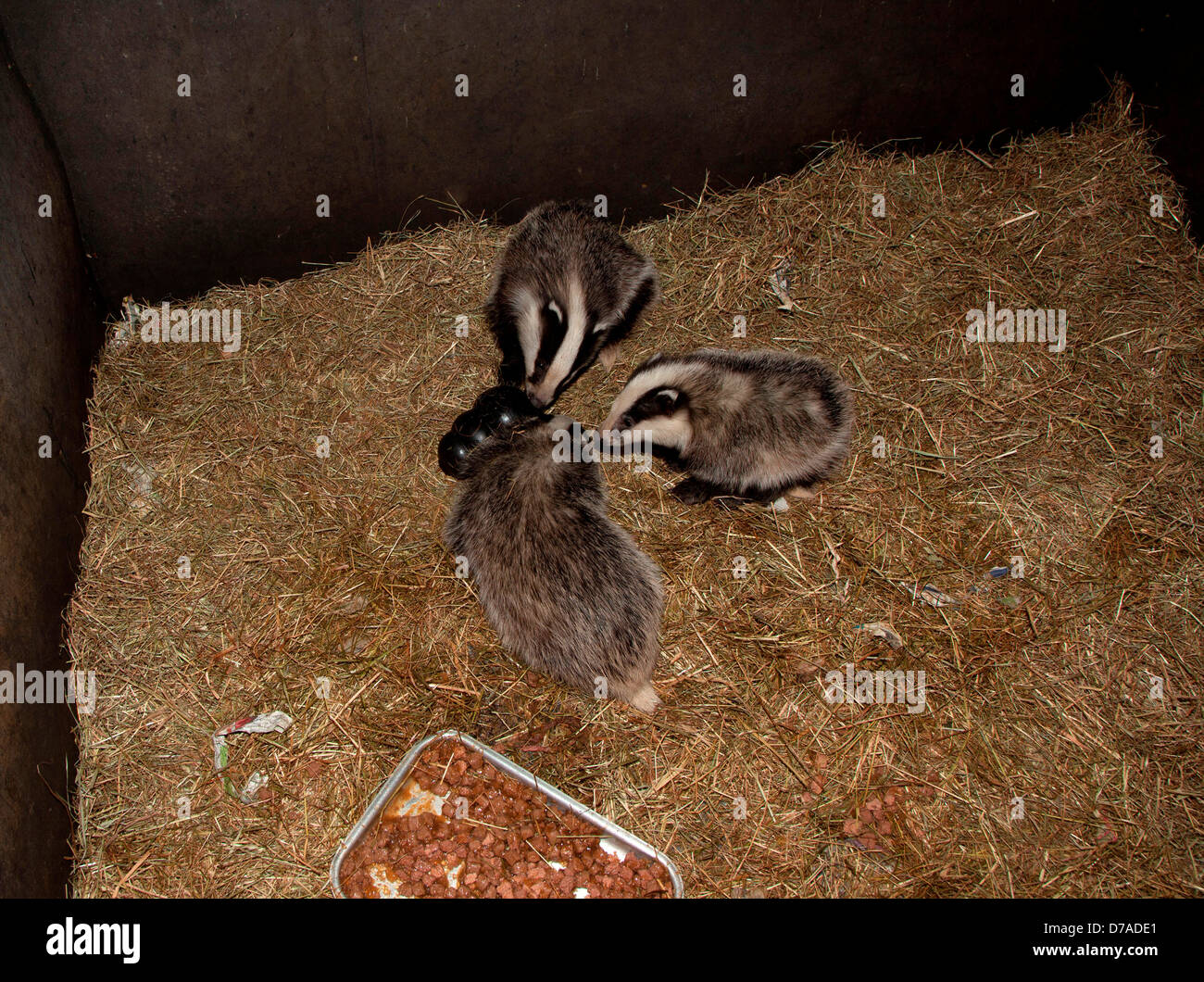 An orphaned badger cub hi-res stock photography and images - Alamy