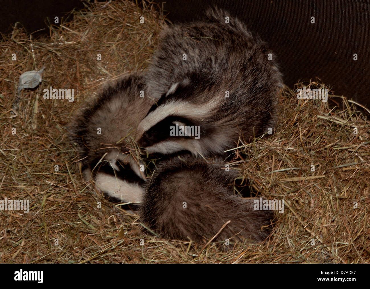 Young badger cubs hi-res stock photography and images - Alamy