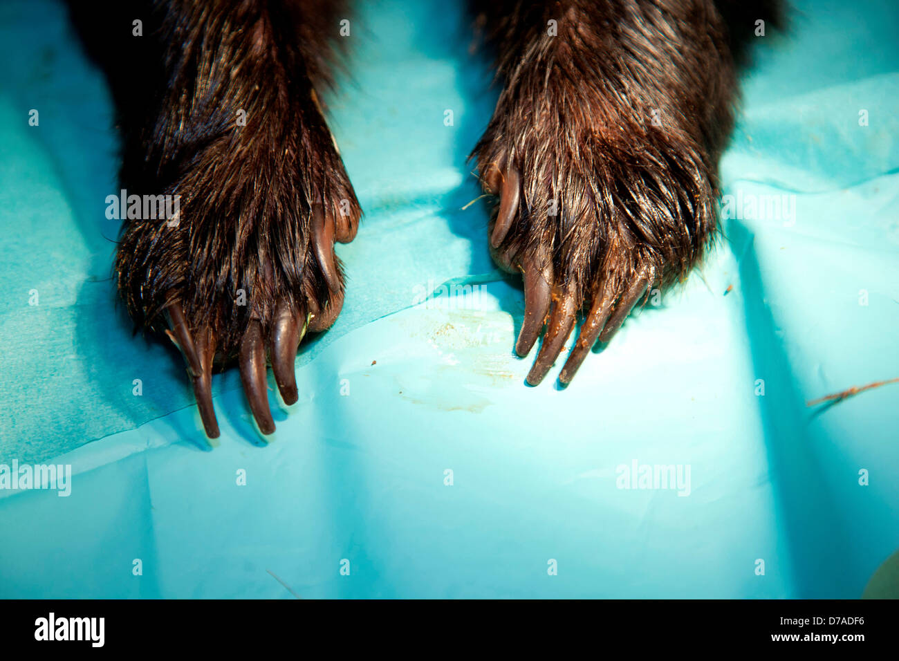 Badger Meles meles front claws Stock Photo - Alamy
