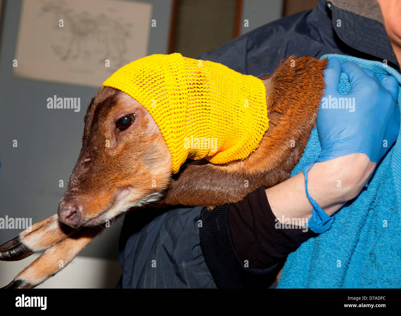 Muntjac Deer Muntiacus reevesii cohesive dressing covering ear damage ...