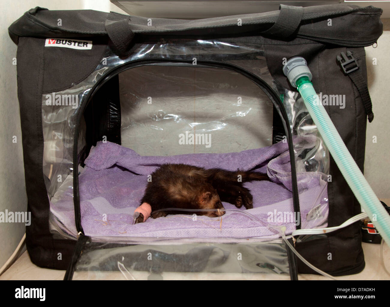 Croupette Oxygen Tent