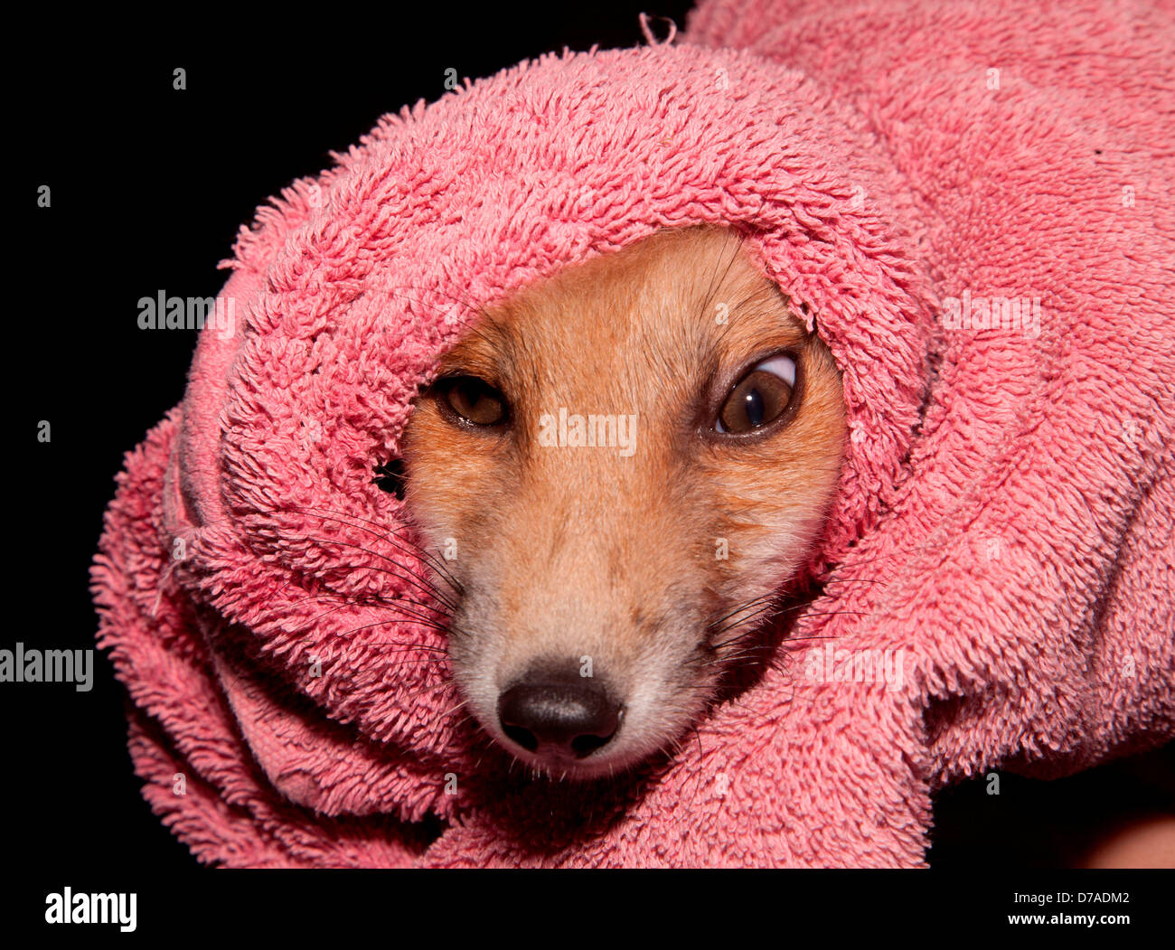 Fox Vulpes vulpes cub drying after hydrotherapy session Stock Photo - Alamy