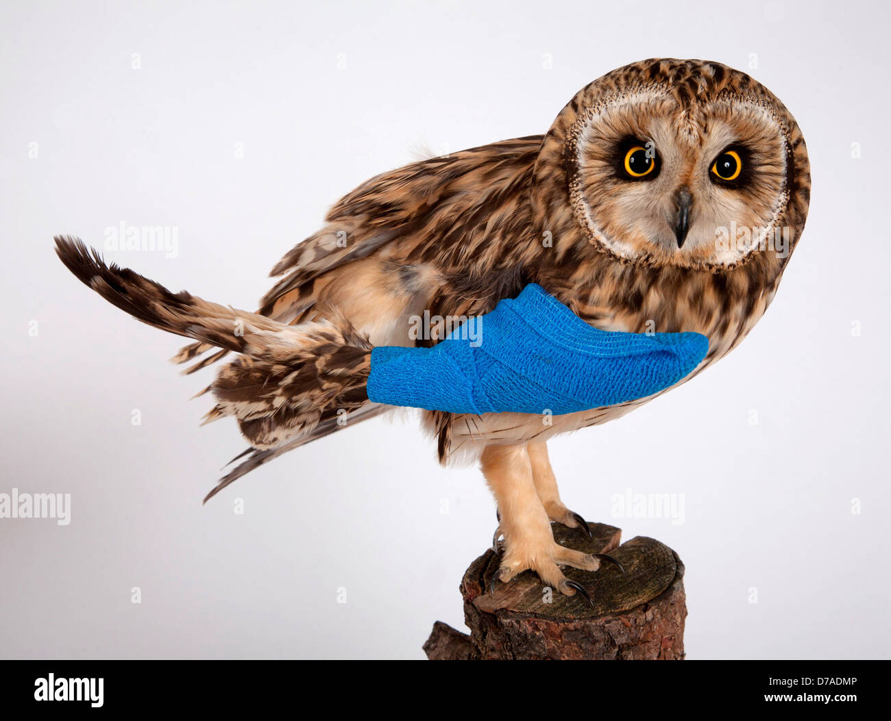 Splinted hi-res stock photography and images - Alamy