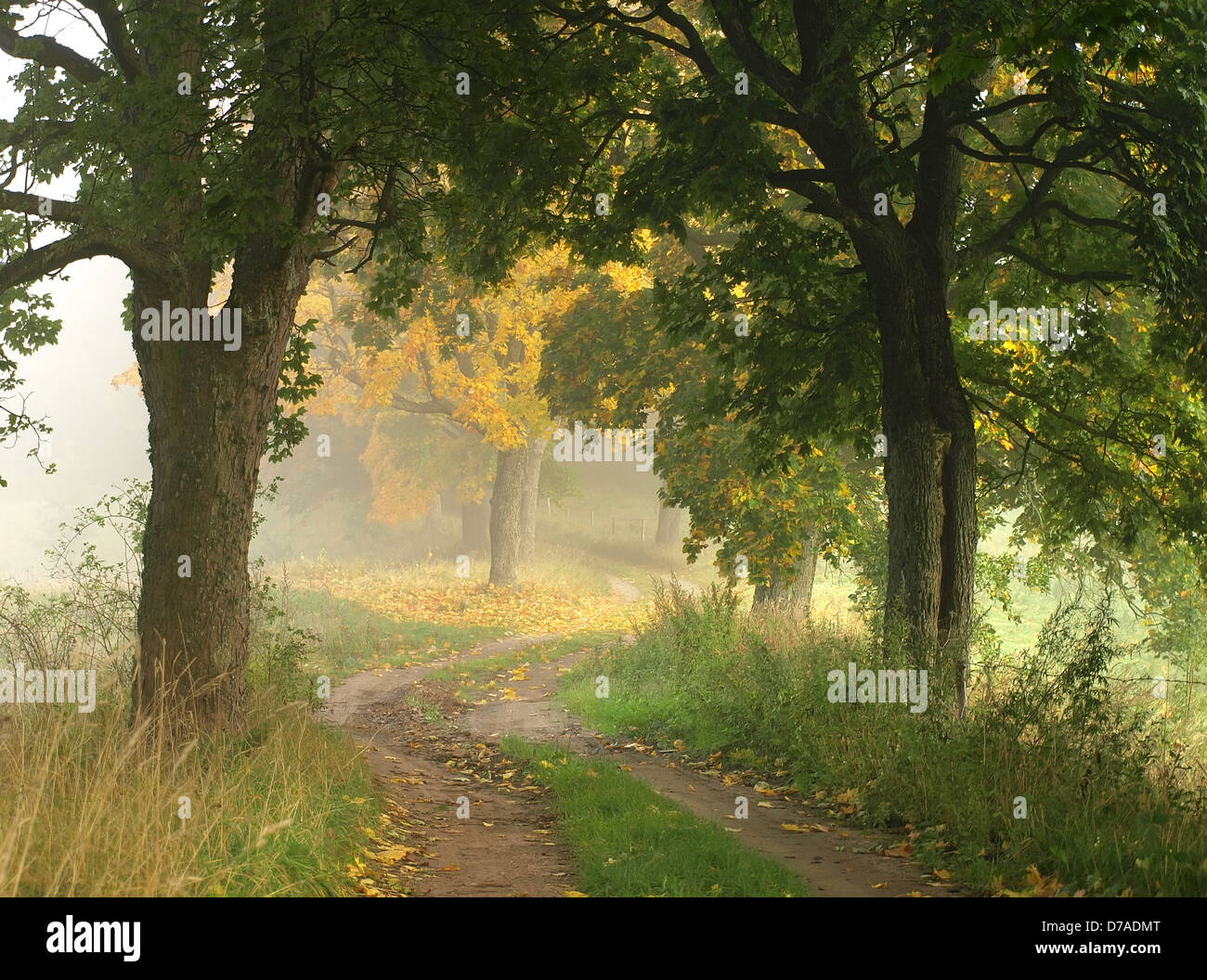 Red and yellow autumn trees on the road in fog Stock Photo - Alamy