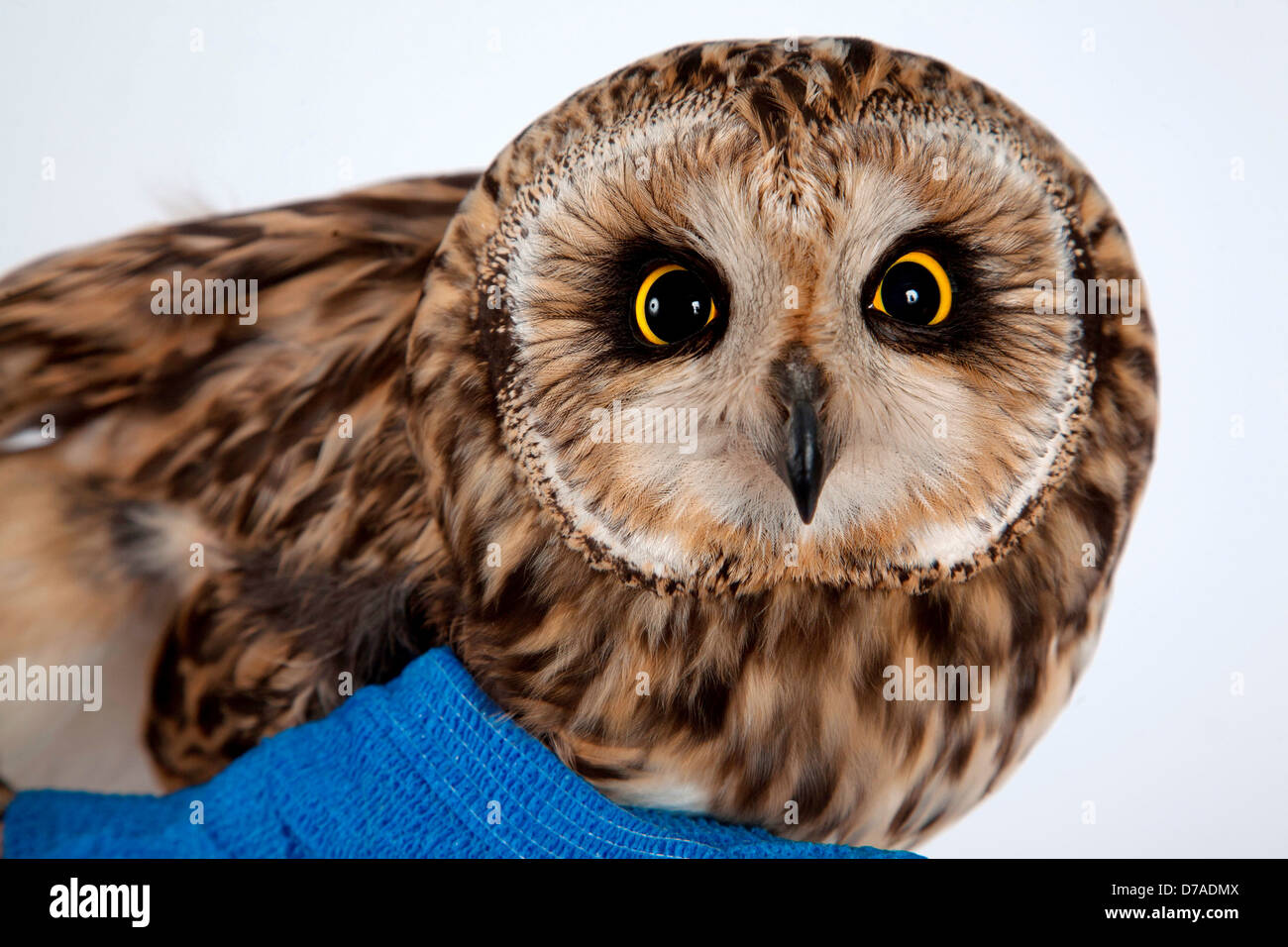 Fractured animal hi-res stock photography and images - Alamy