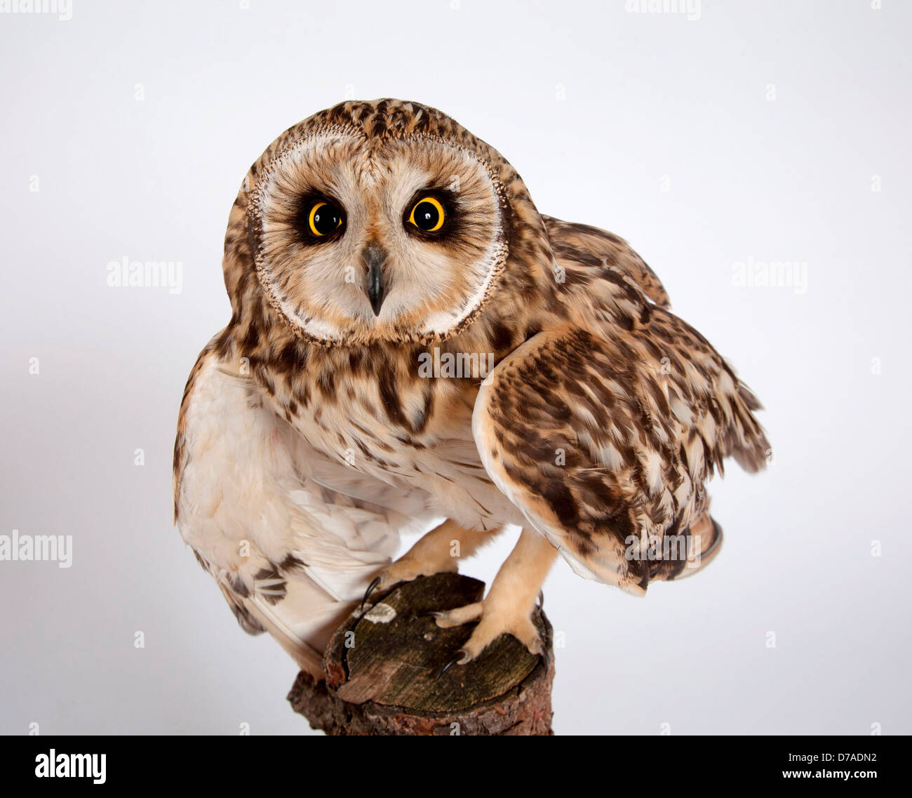 Splinted hi-res stock photography and images - Alamy