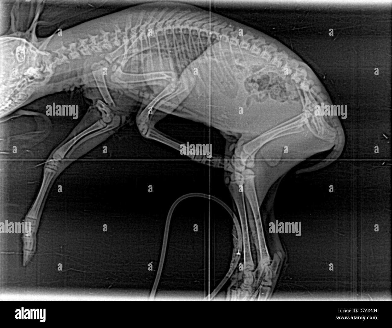 Deer x ray hi-res stock photography and images - Alamy