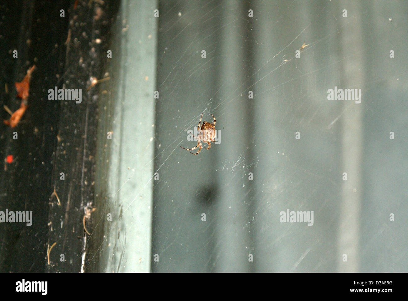 Barn spider hi-res stock photography and images - Alamy
