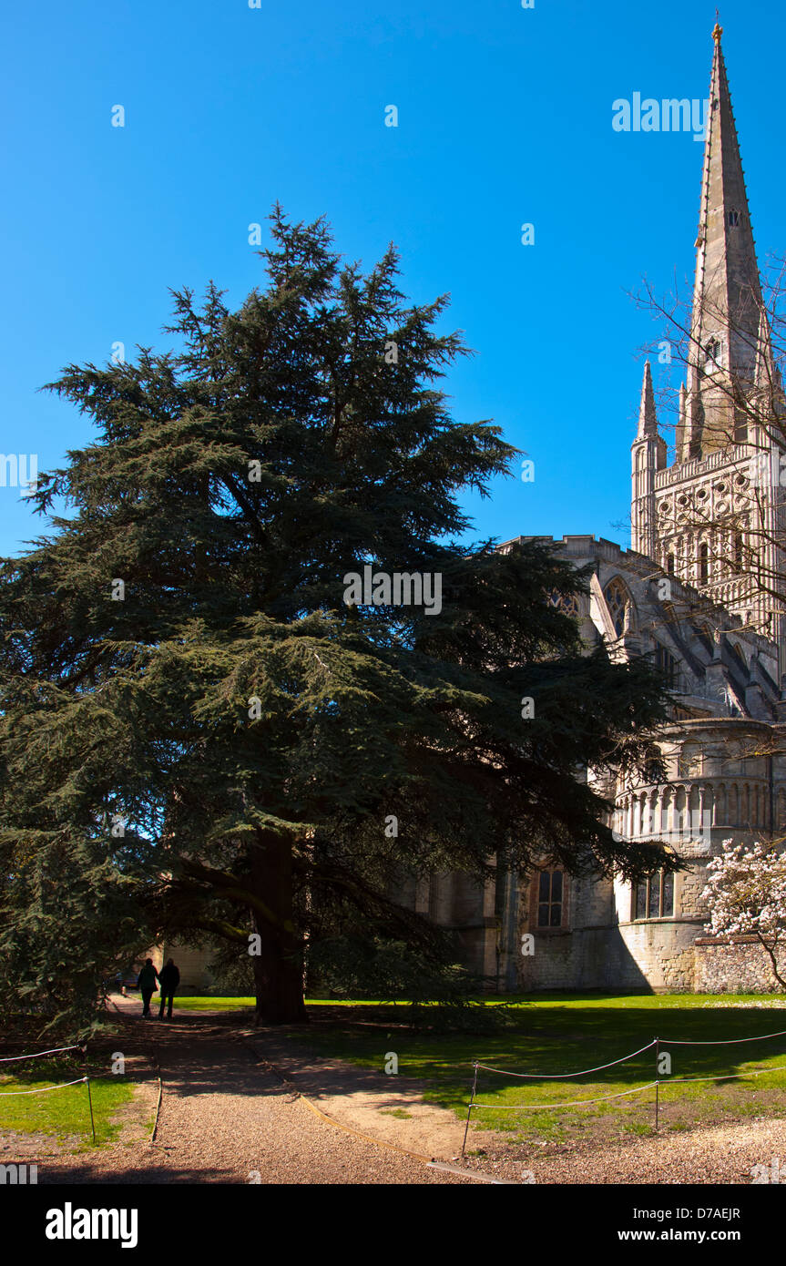 Yew tree Norwich Cathedral Stock Photo - Alamy