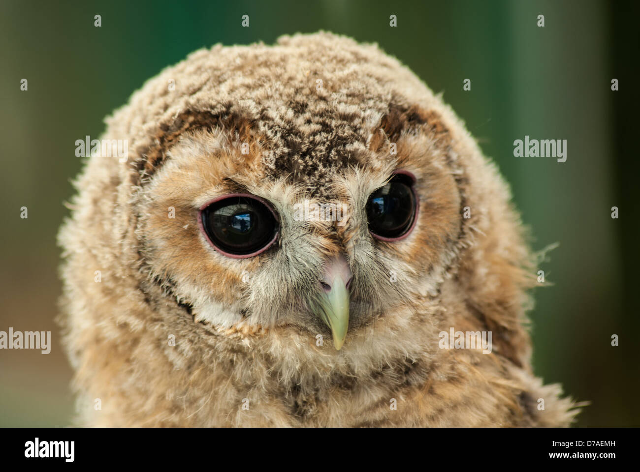 Young Tawney Owl head shot Stock Photo - Alamy