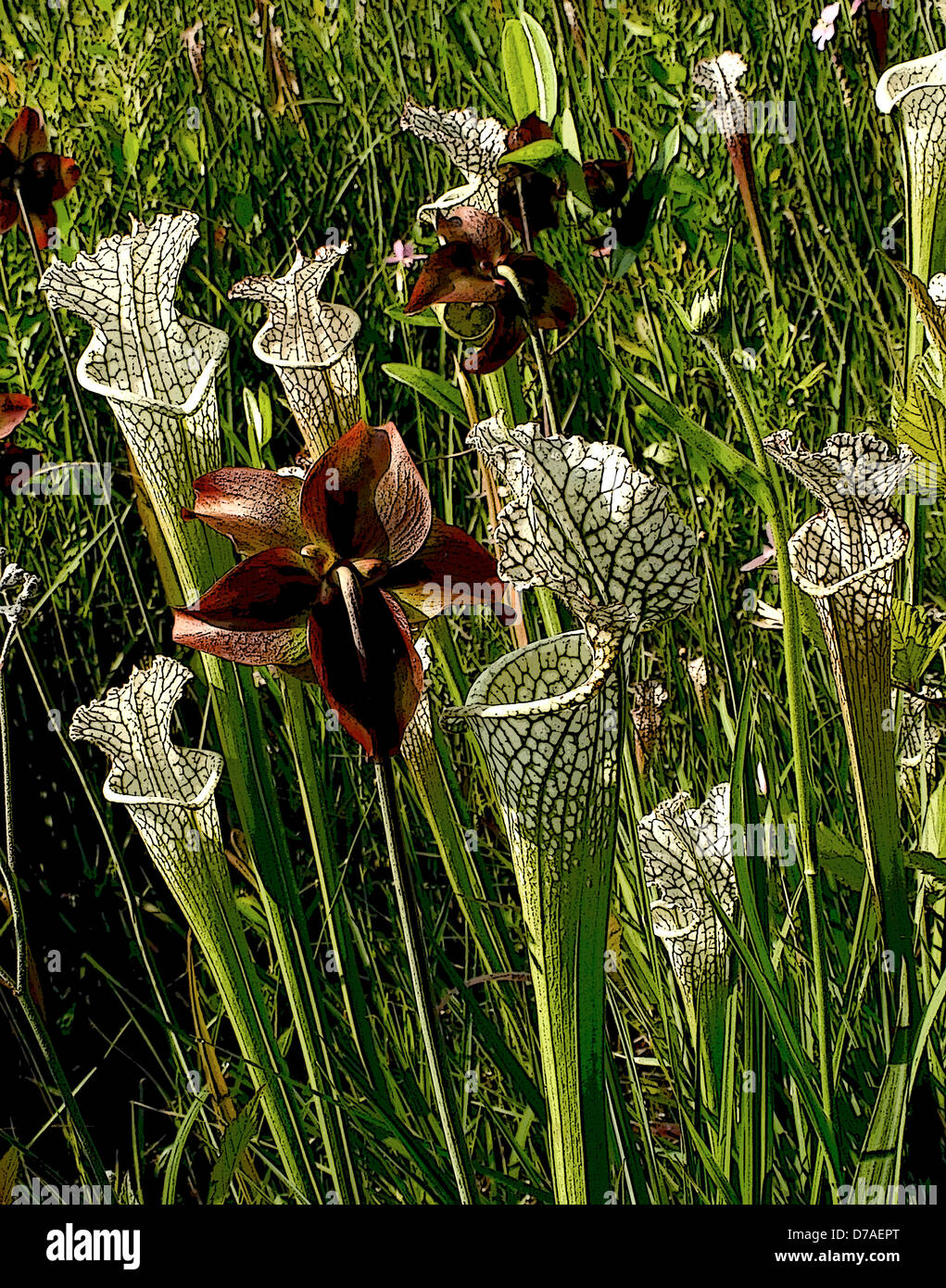 Group of pitcher plants hi-res stock photography and images - Alamy