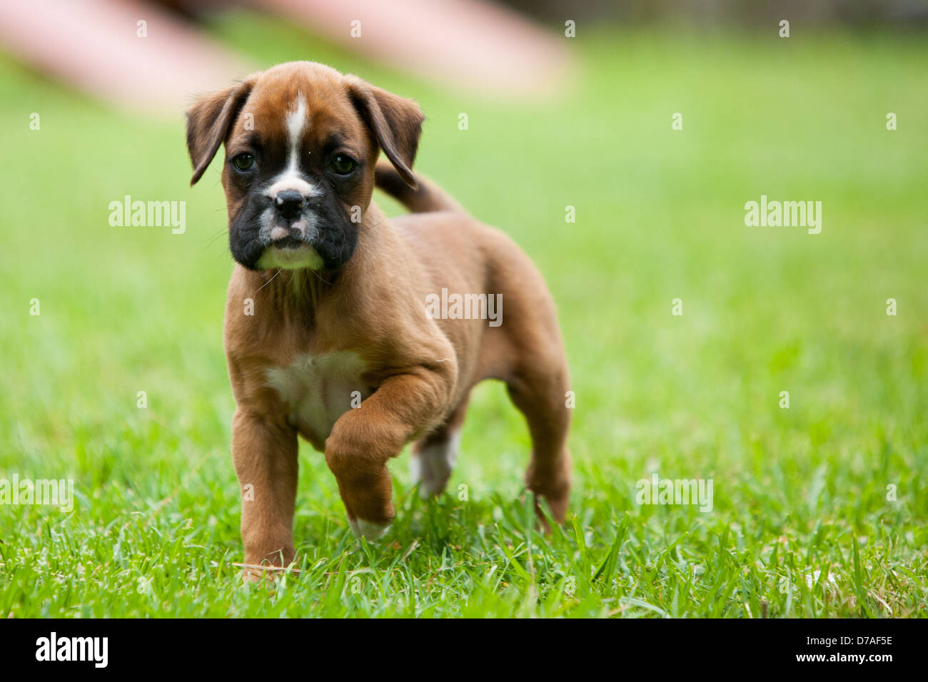 A playful boxer playing games with it's owner Stock Photo - Alamy