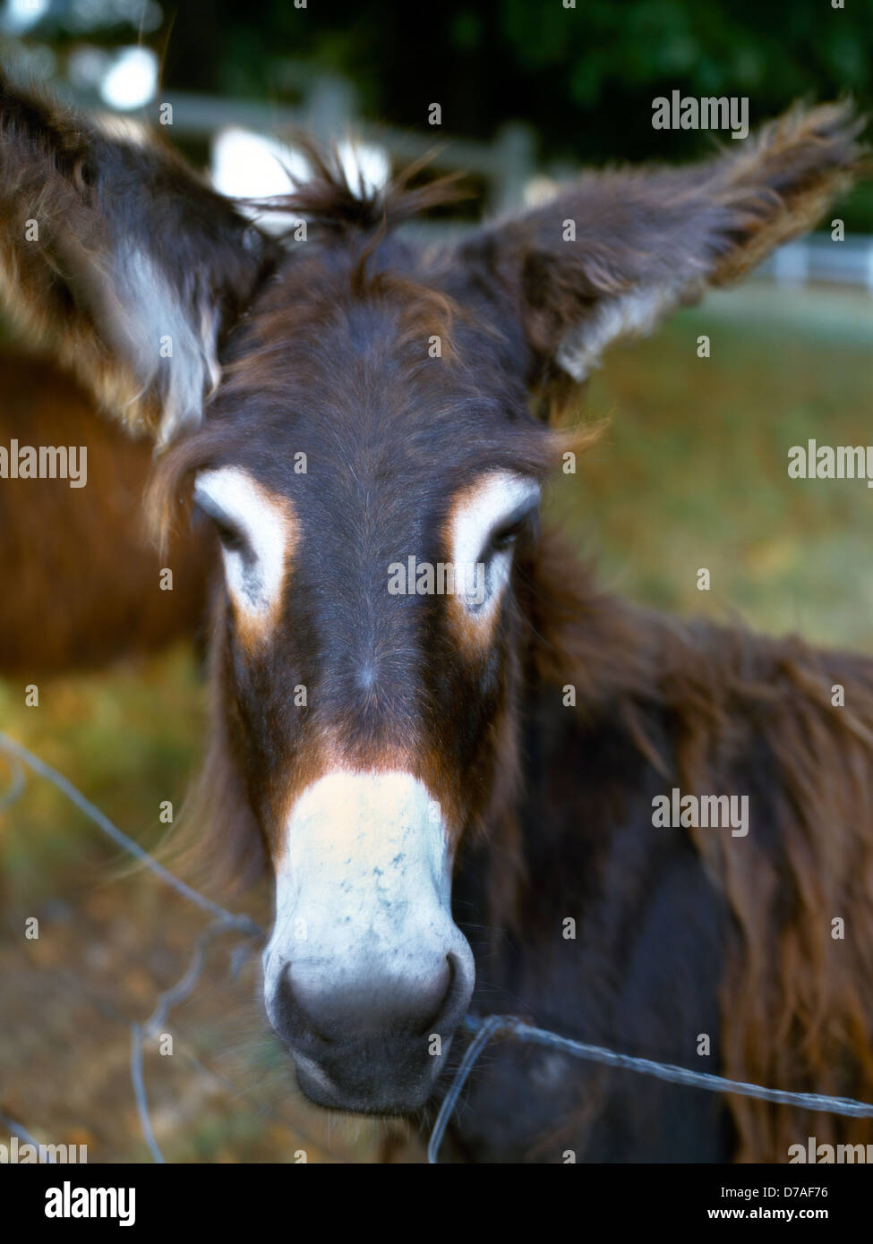 Normandy Donkey High Resolution Stock Photography and Images - Alamy