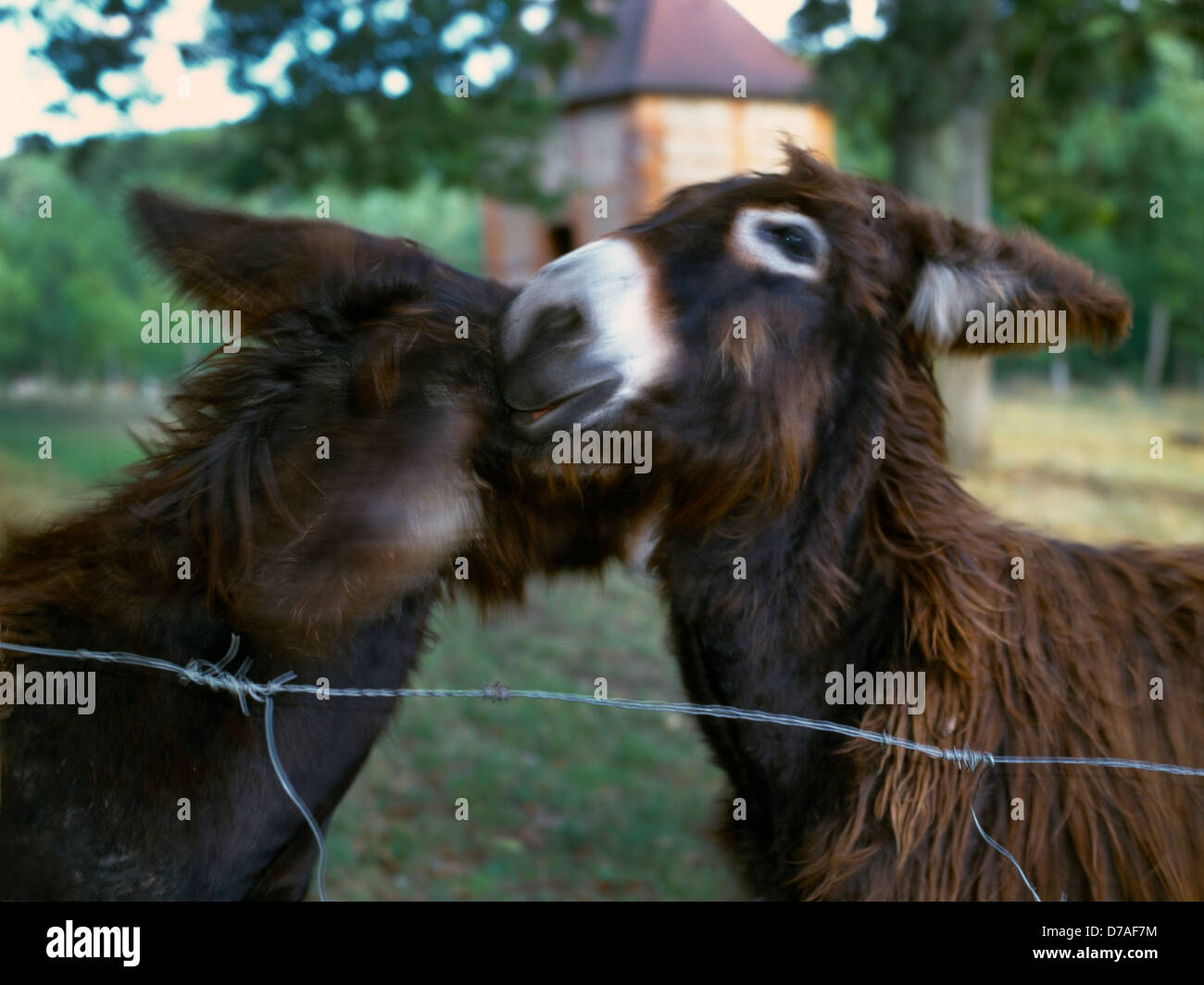 Wire donkeys hi-res stock photography and images - Alamy