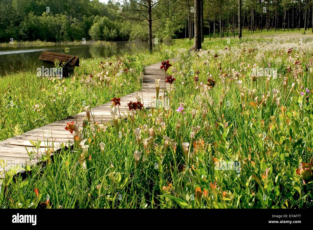 Boardwalk through bog plants Stock Photo - Alamy