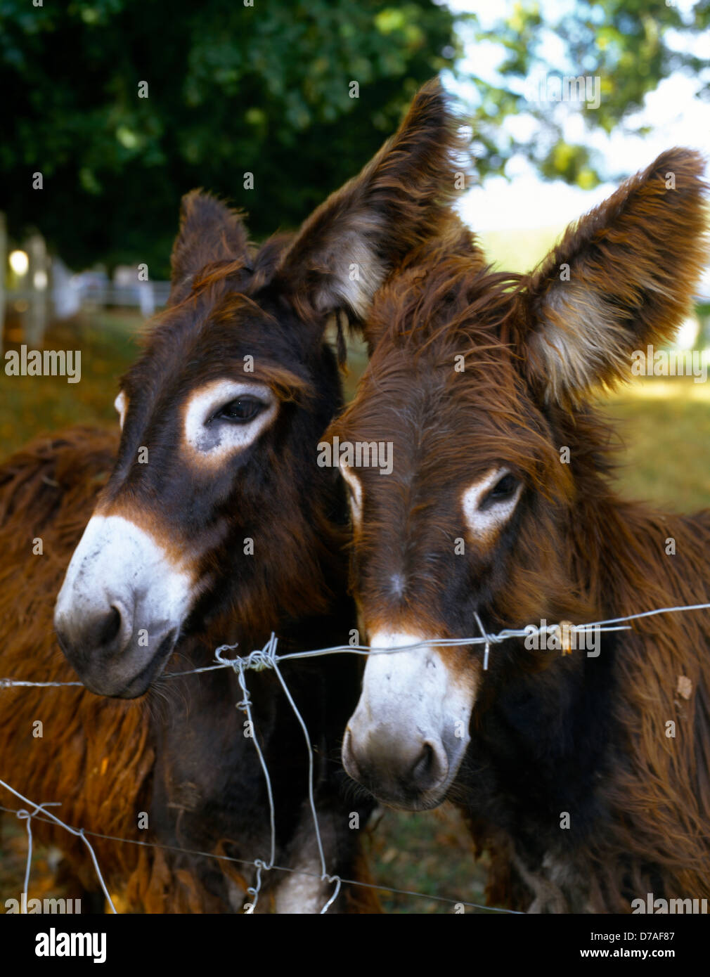 Rouen France Normandy Baudet du Poitou Donkeys looking over wire fence ...