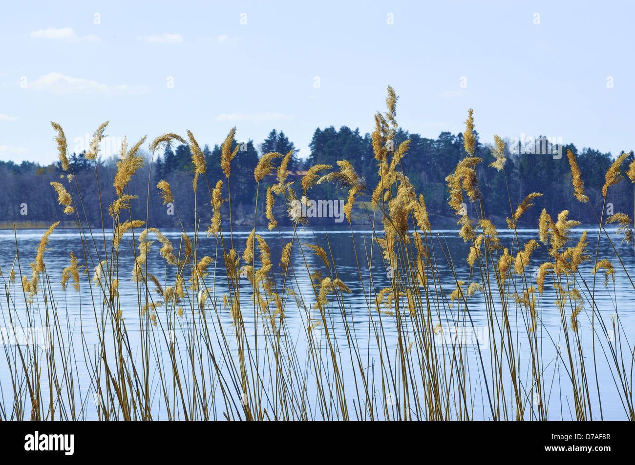 Cold yellow hi-res stock photography and images - Alamy